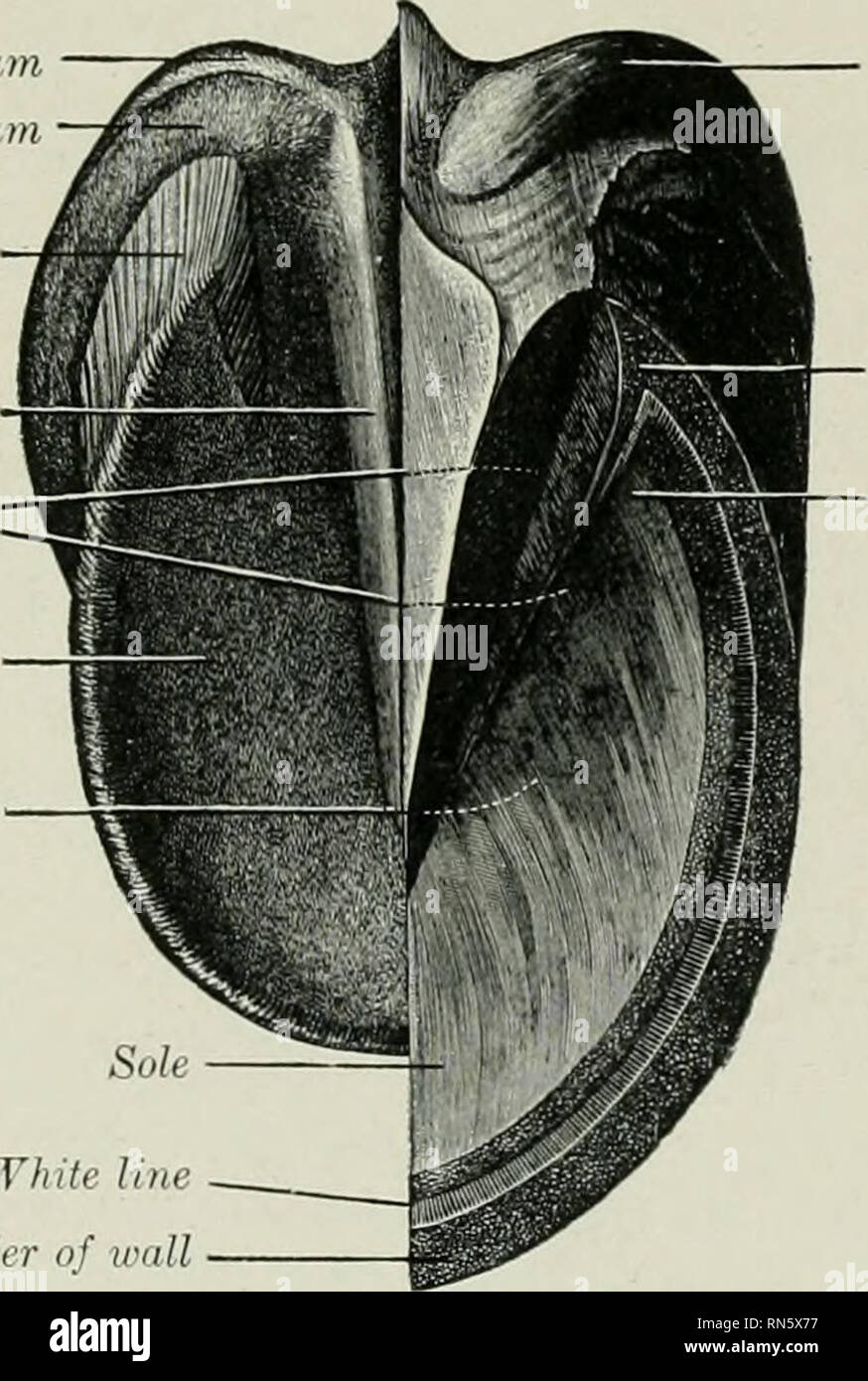 . The anatomy of the domestic animals. Veterinary anatomy. Cartilage of ...
