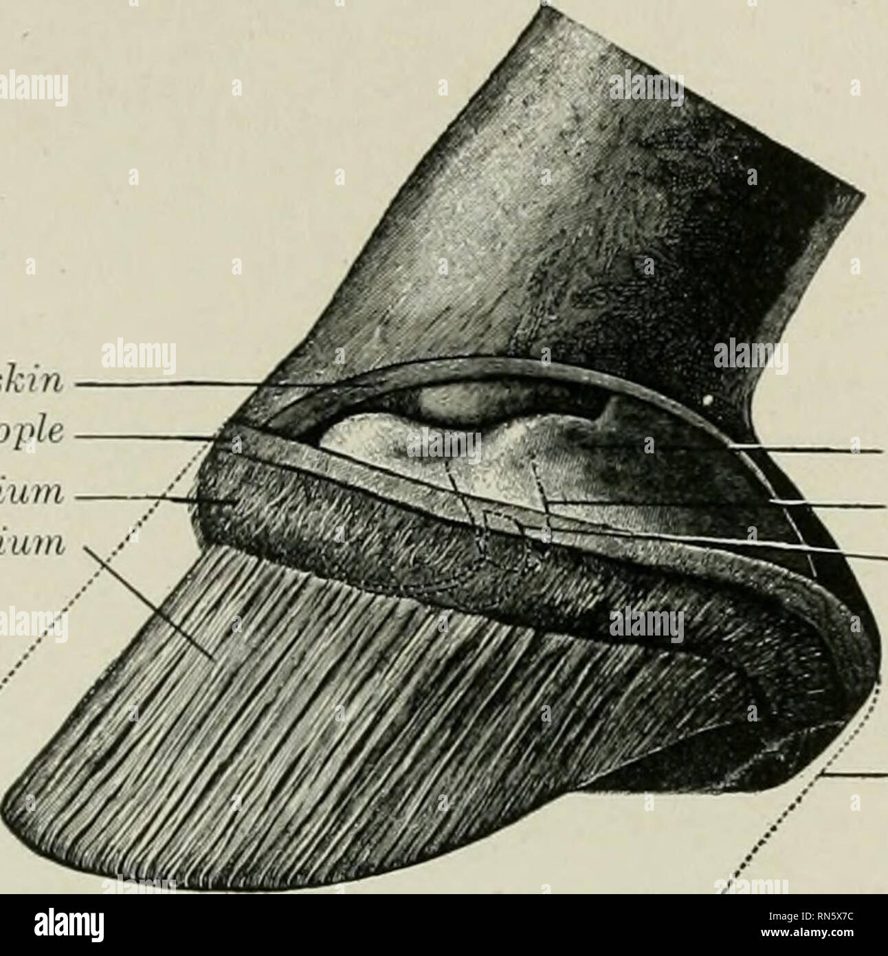 . The anatomy of the domestic animals. Veterinary anatomy. THE CORIUM ...