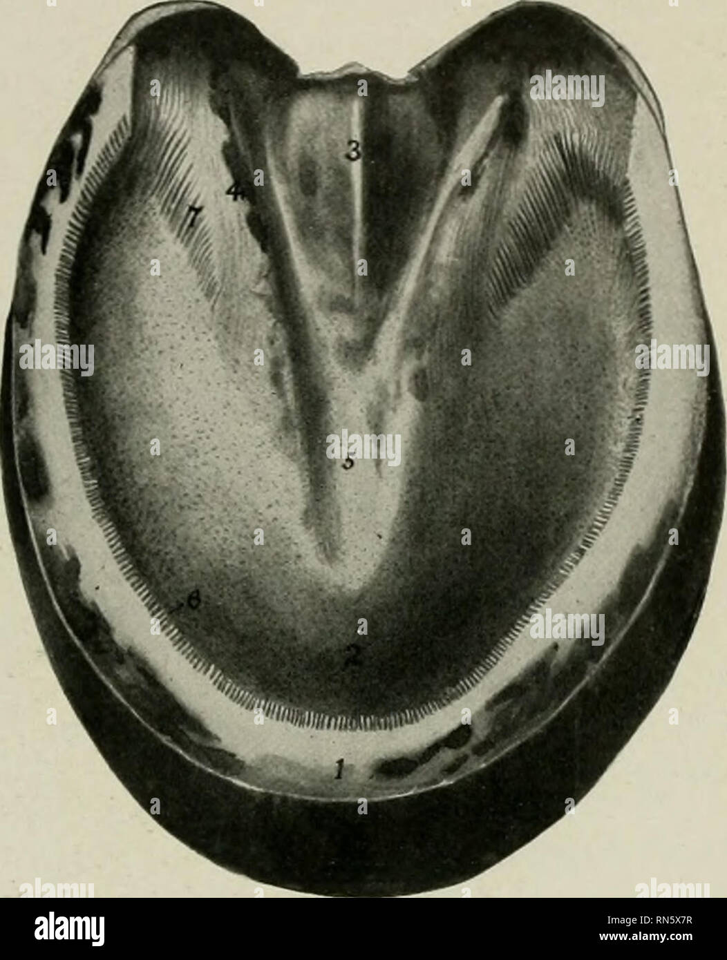 . The anatomy of the domestic animals. Veterinary anatomy. THE HOOF 891 ...