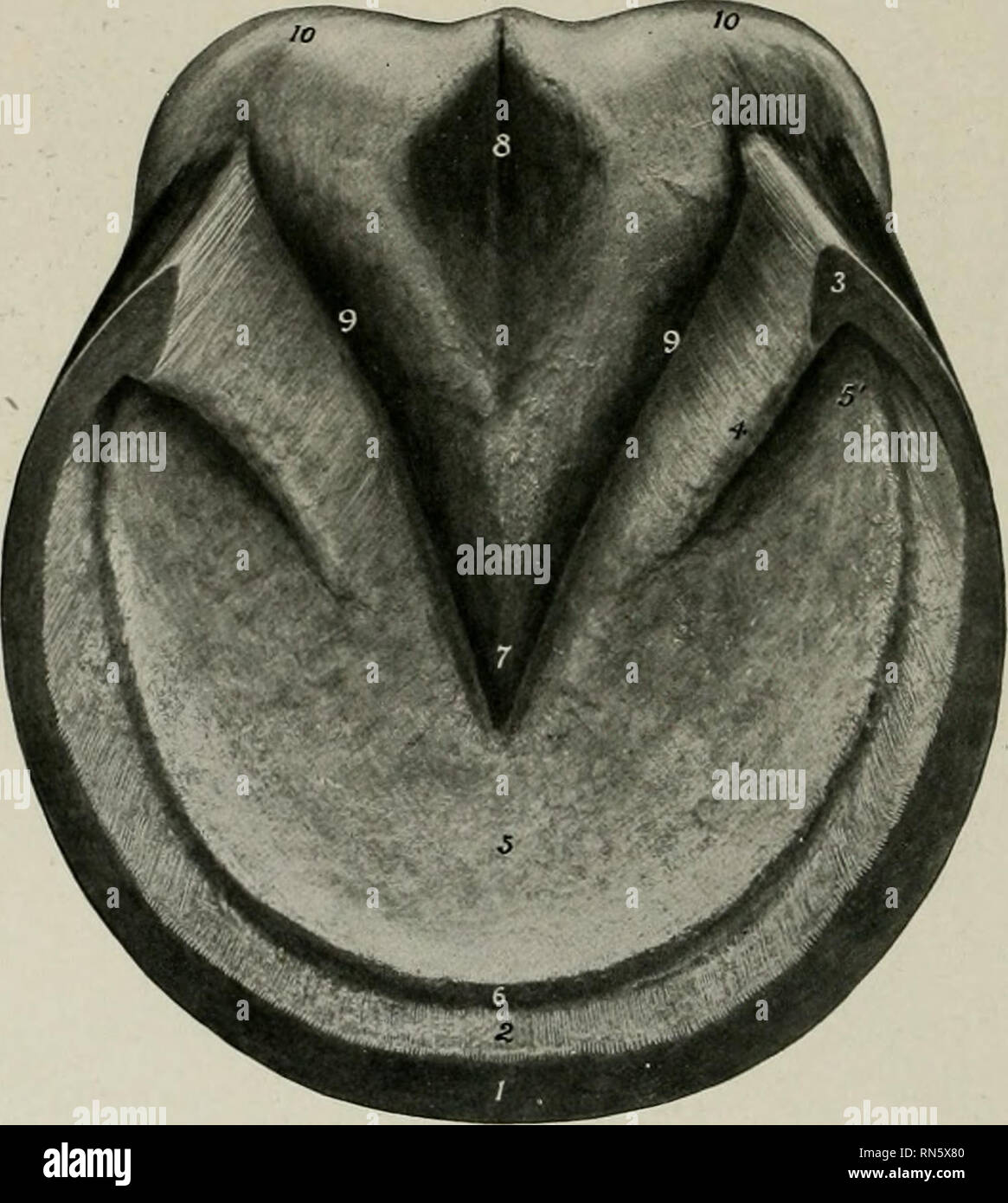 . The anatomy of the domestic animals. Veterinary anatomy. 890 THE ...
