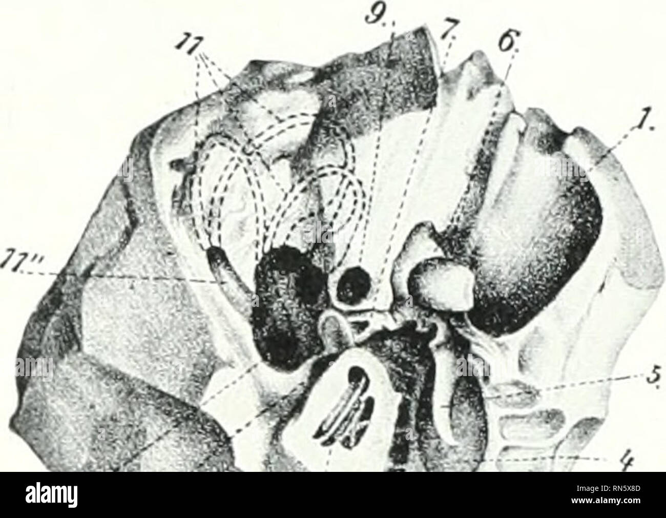 . The anatomy of the domestic animals. Veterinary anatomy. 876 THE ...