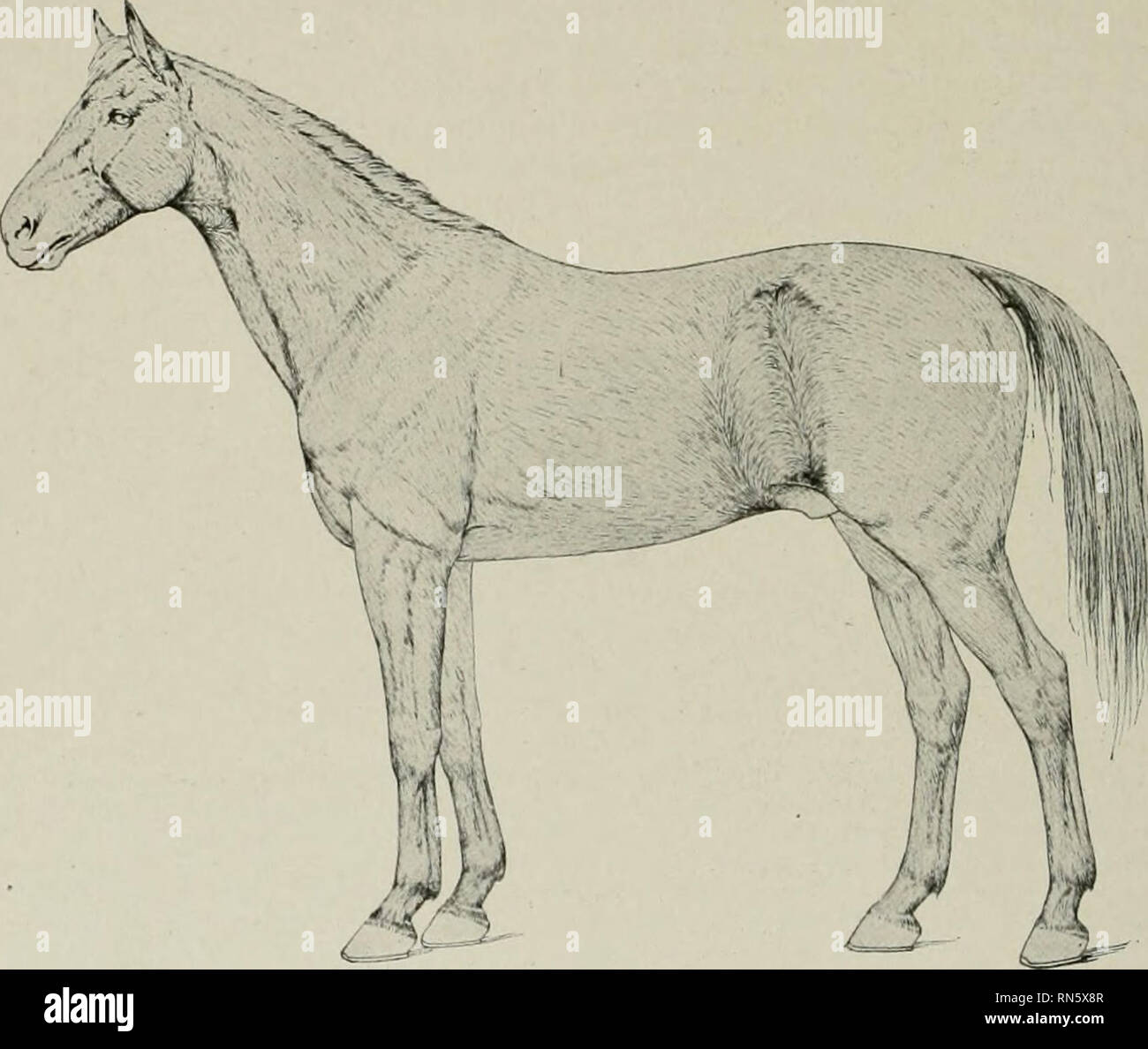 . The anatomy of the domestic animals. Veterinary anatomy. THE SENSE ...