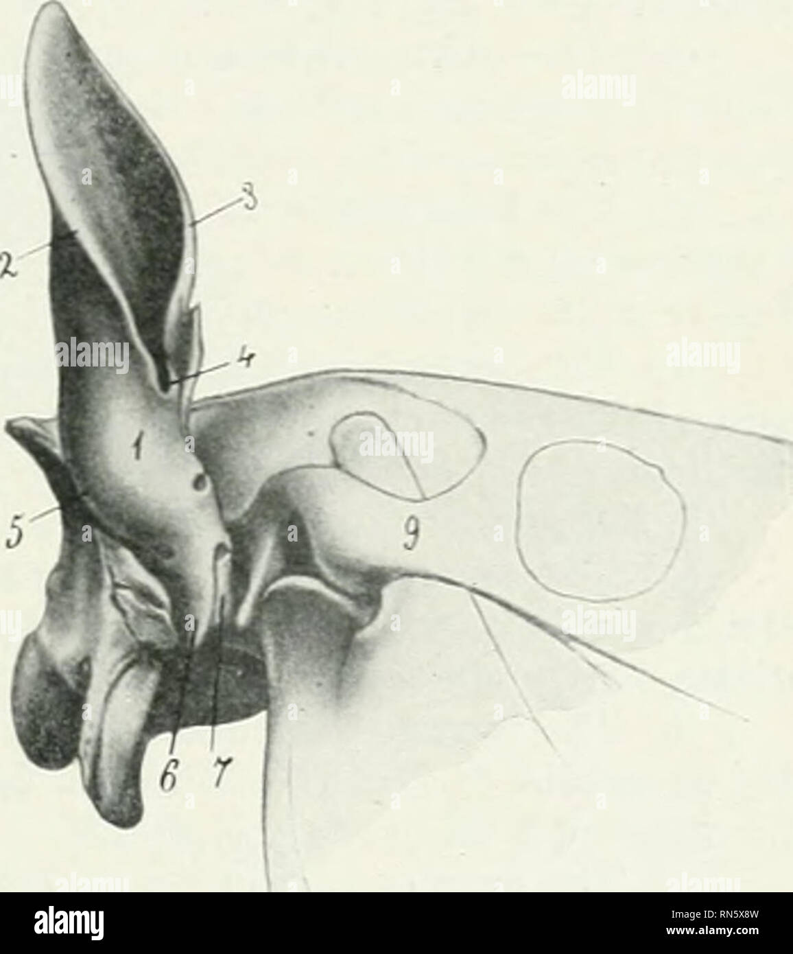 External Ear Anatomy Concha