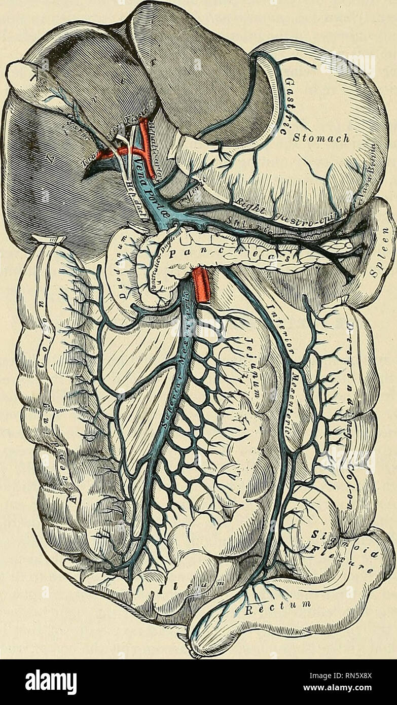 Umbilical Vein High Resolution Stock Photography and Images - Alamy