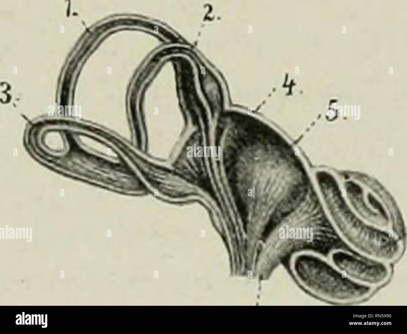 . The anatomy of the domestic animals. Veterinary anatomy. Fig. 707.—Le ...