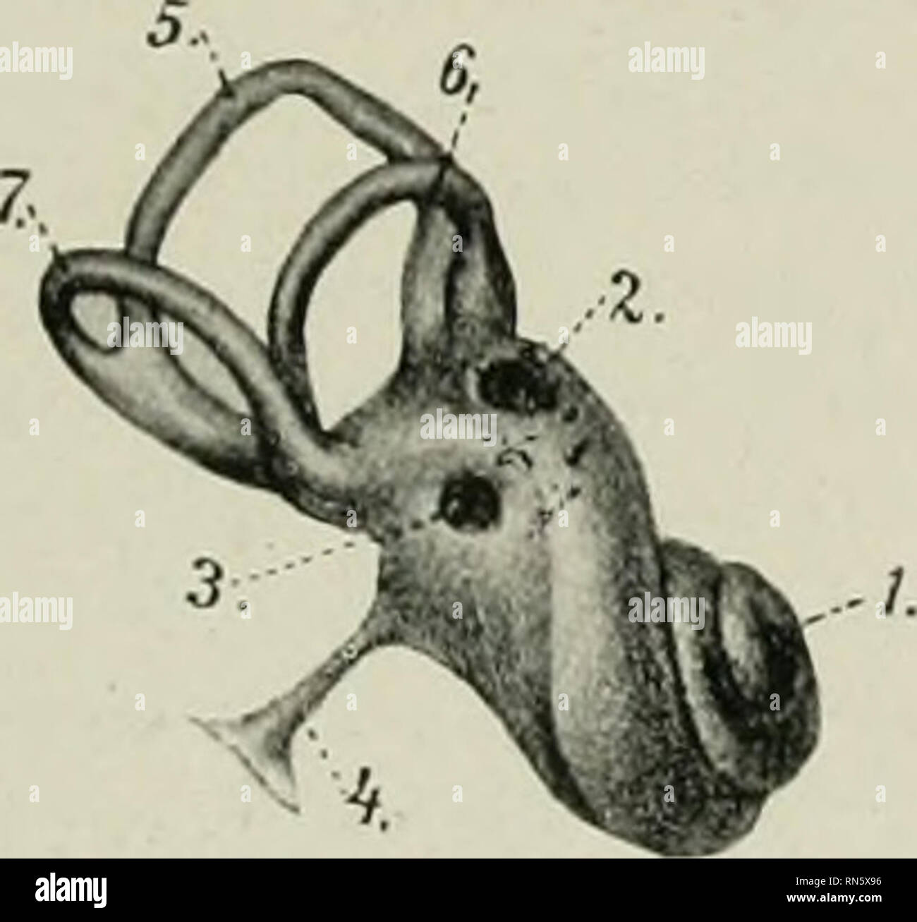 Ductus reuniens hi-res stock photography and images - Alamy