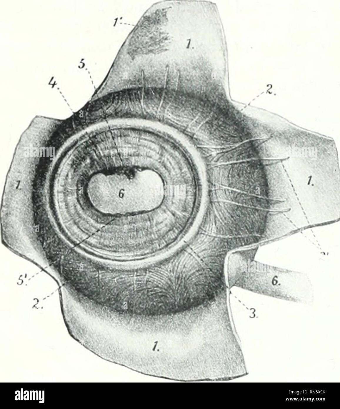 Zonula ciliaris hi-res stock photography and images - Alamy