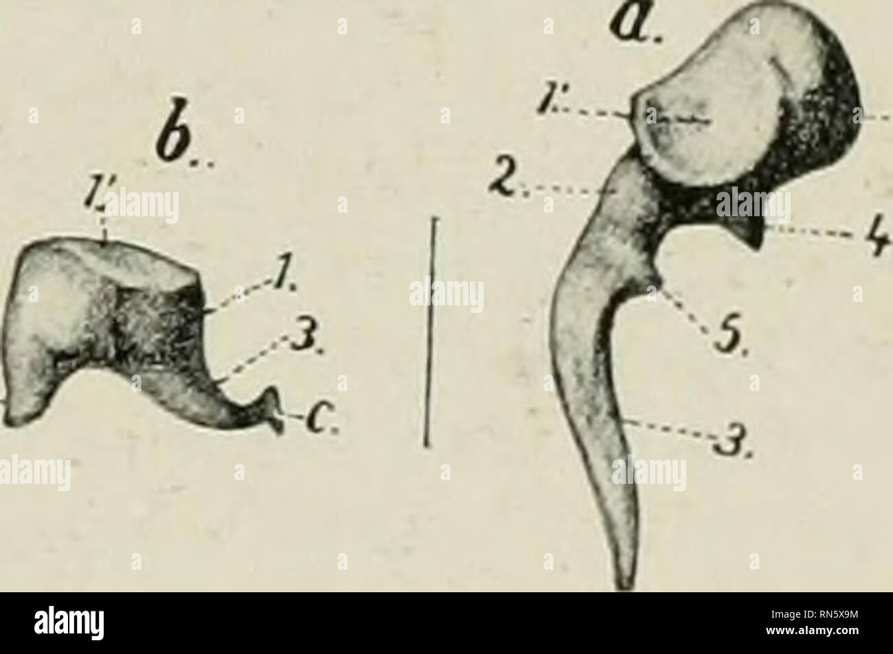 Auditory Ossicles Malleus