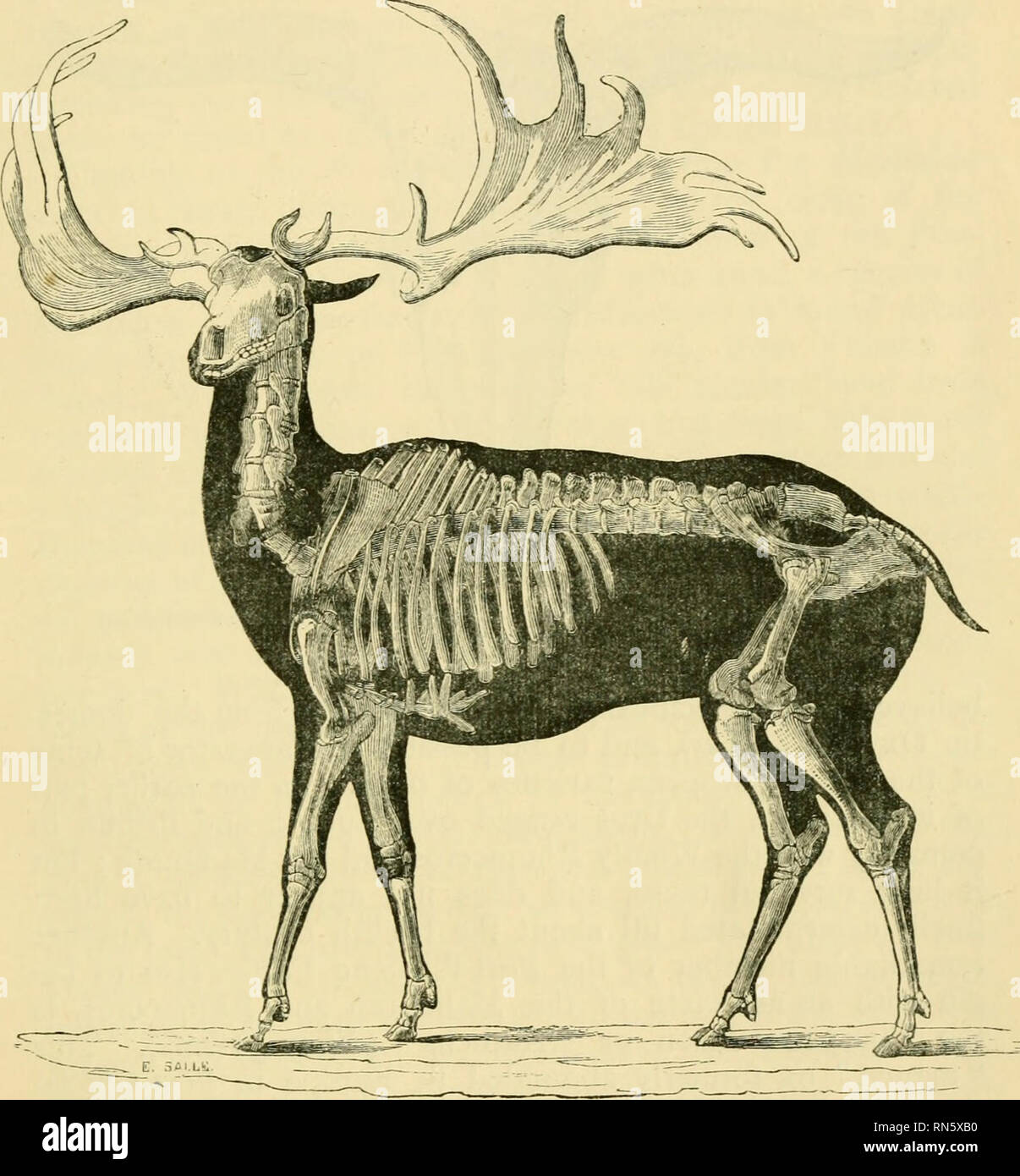 Pliocene earth hi-res stock photography and images - Alamy