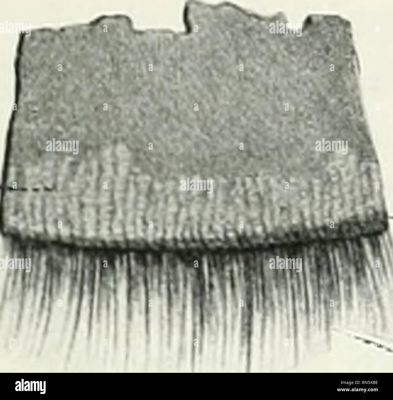 Tarsal glands hi-res stock photography and images - Alamy