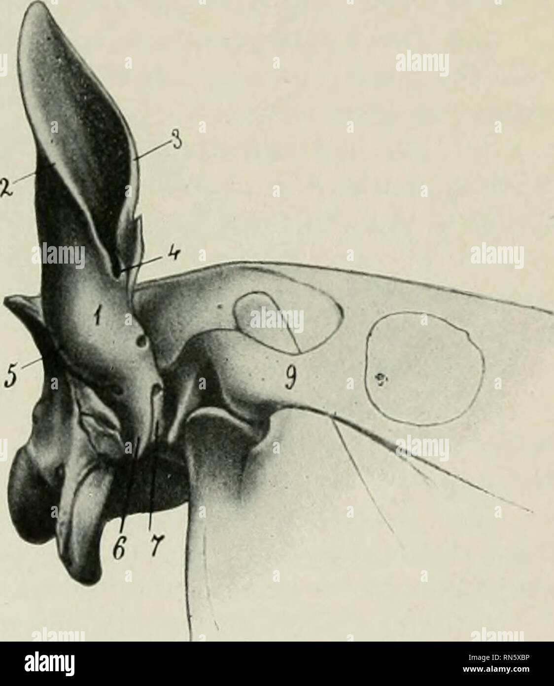 External Ear Anatomy Concha