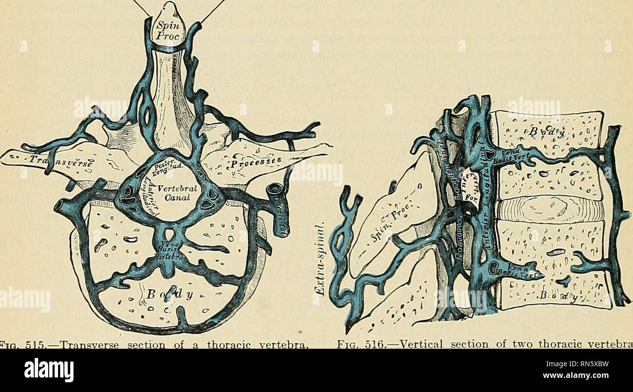 . Anatomy, descriptive and applied. Anatomy. 738 THE VASCULAR SYSTEMS 2 ...