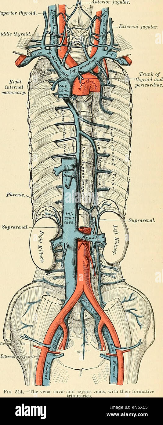 Innominate vein hi-res stock photography and images - Alamy