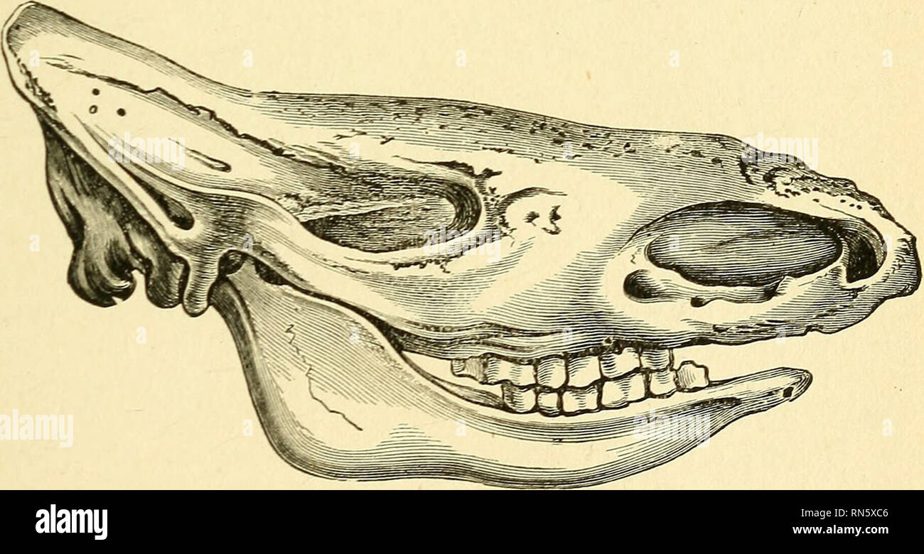 Pliocene earth hi-res stock photography and images - Alamy