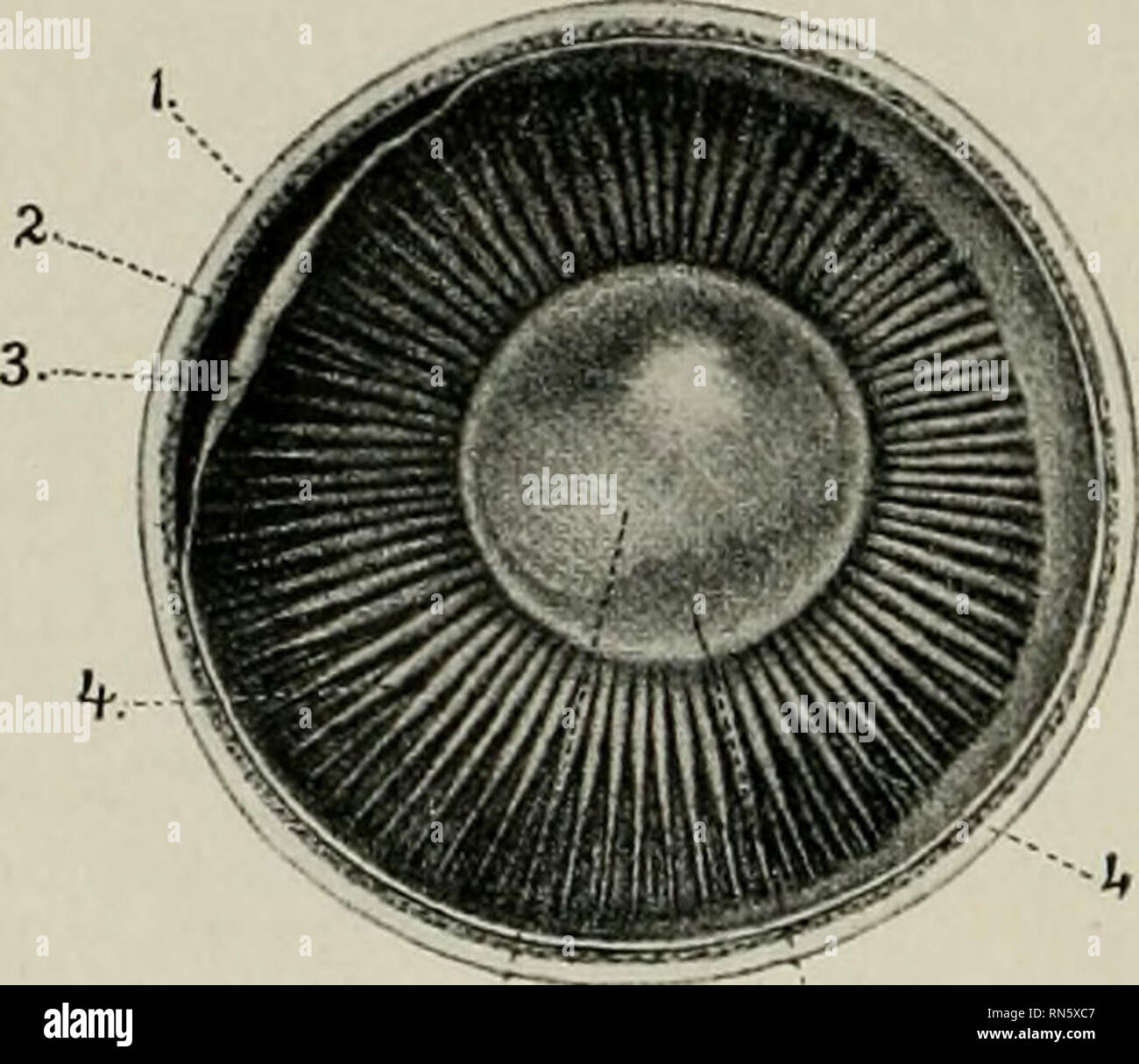 . The anatomy of the domestic animals. Veterinary anatomy. »bS THE ...
