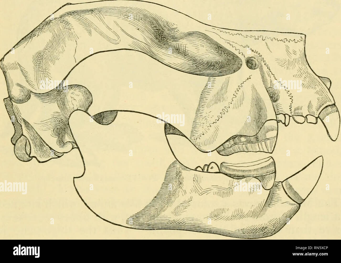 Diprotodon skull hi-res stock photography and images - Alamy