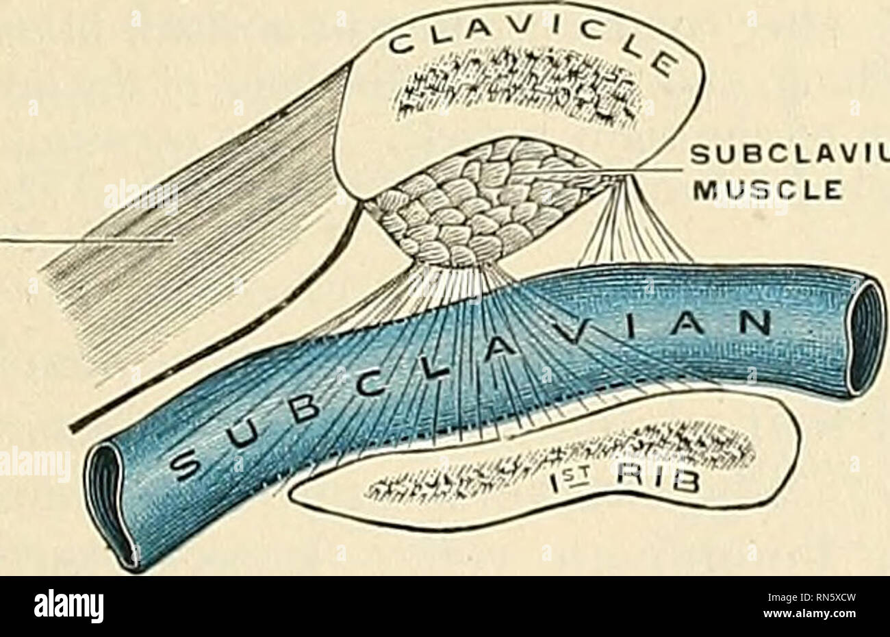 . Anatomy, descriptive and applied. Anatomy. Fig. 511.—The ...