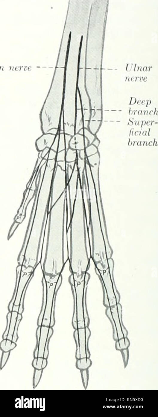 Dorsal digital nerves hi-res stock photography and images - Alamy