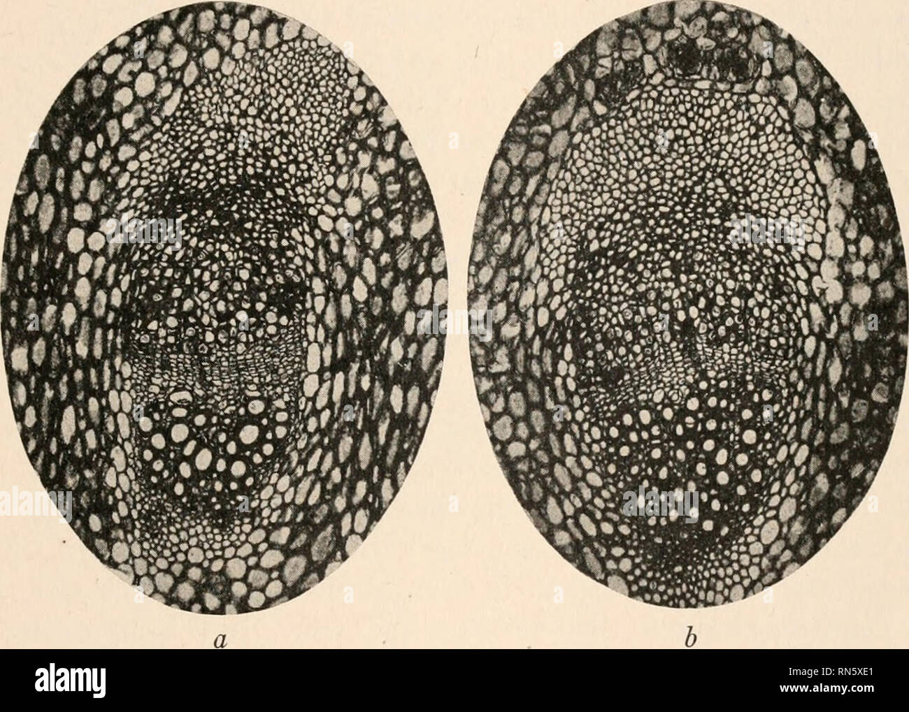 Booksubjectbotanyanatomy hi-res stock photography and images - Alamy