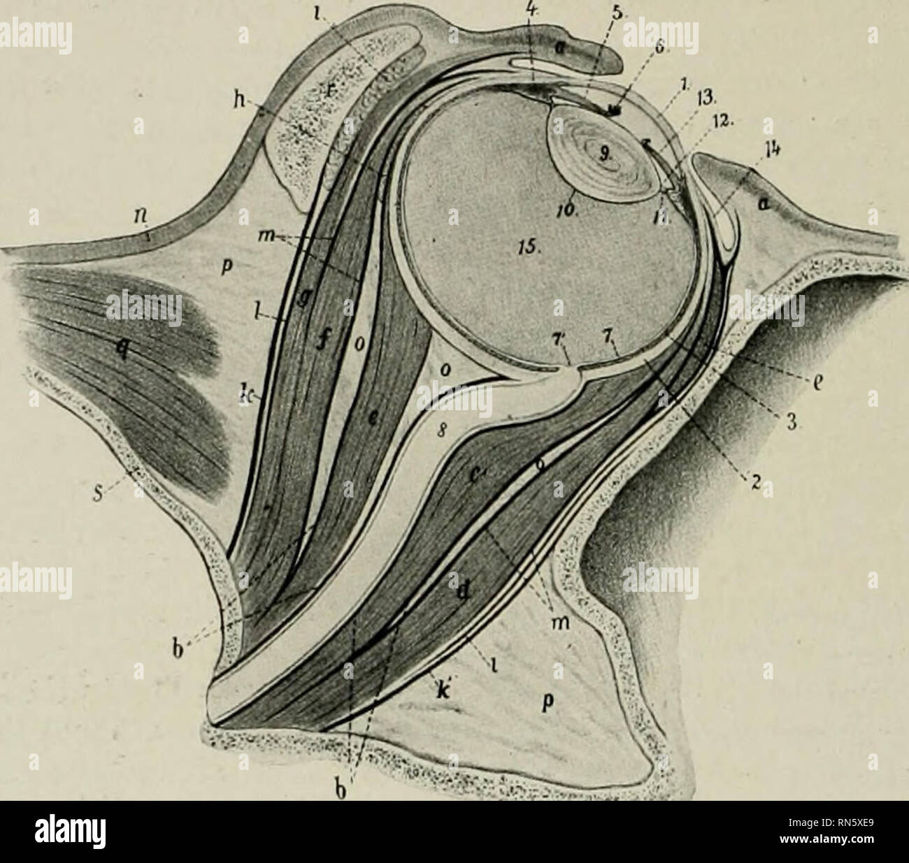 . The anatomy of the domestic animals. Veterinary anatomy. 862 THE ...