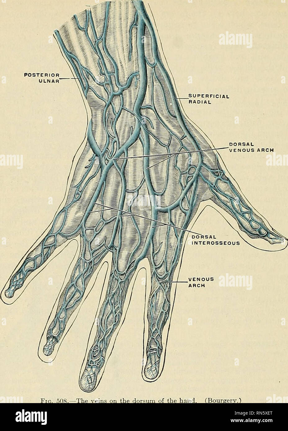 Dorsum of the hand hi-res stock photography and images - Alamy