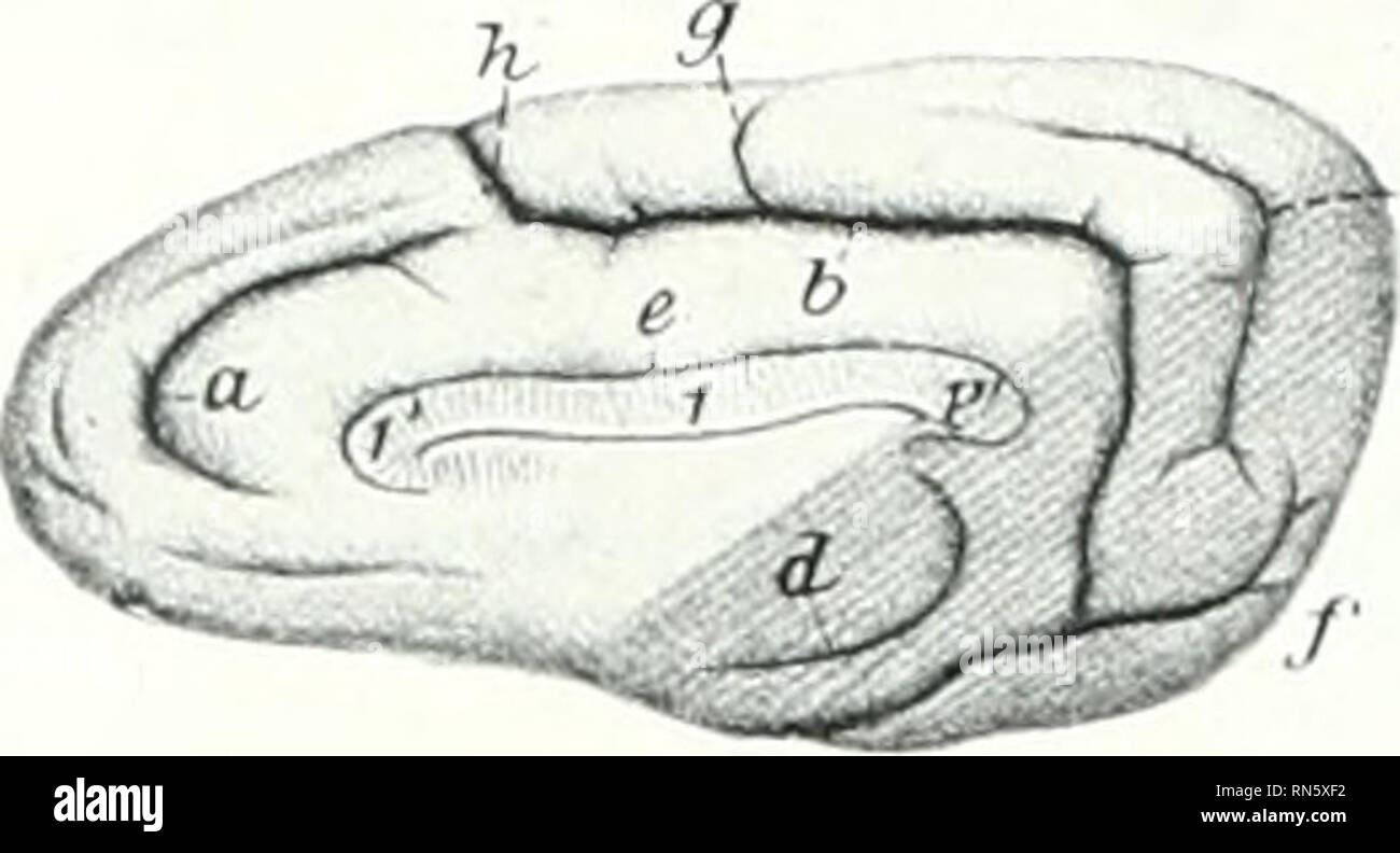 Genu Of The Corpus Callosum High Resolution Stock Photography and ...