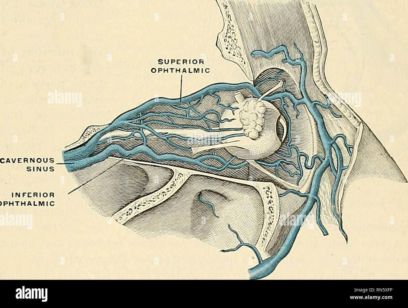 Nasofrontal vein hi-res stock photography and images - Alamy