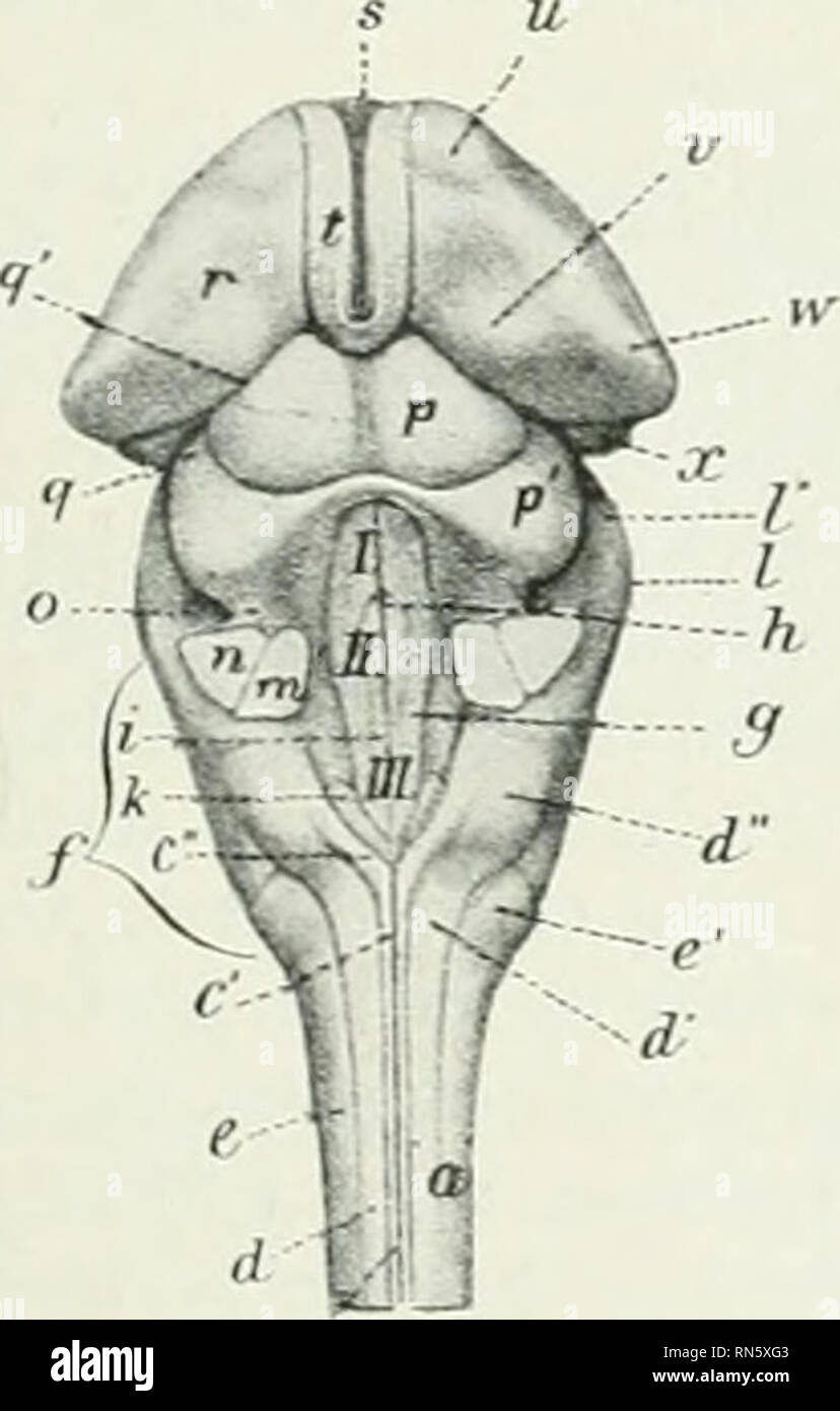 . The anatomy of the domestic animals. Veterinary anatomy. THE NERVOUS ...