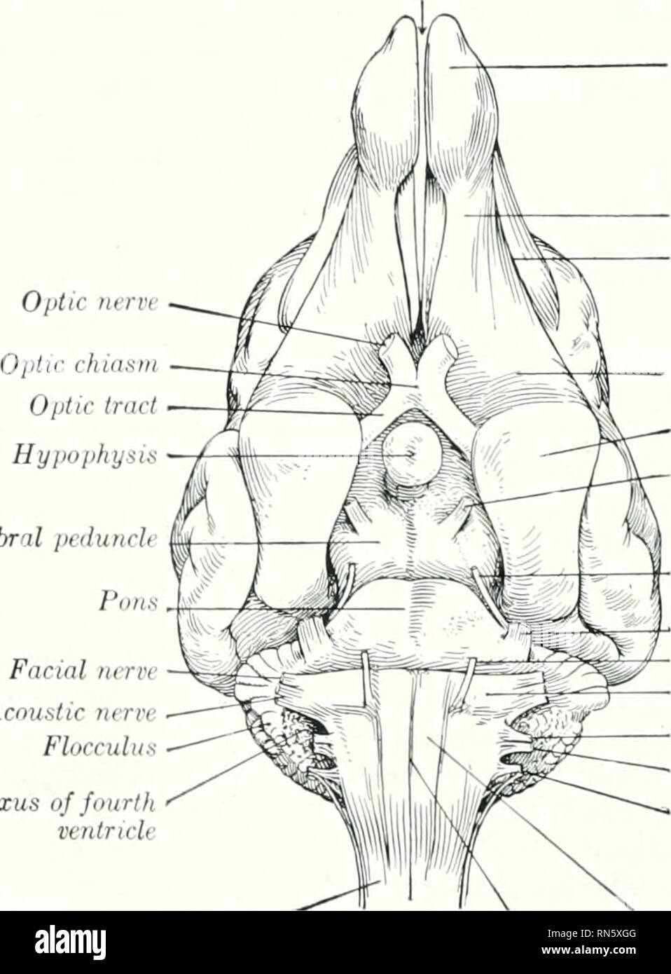 . The anatomy of the domestic animals. Veterinary anatomy. Cerebral ...