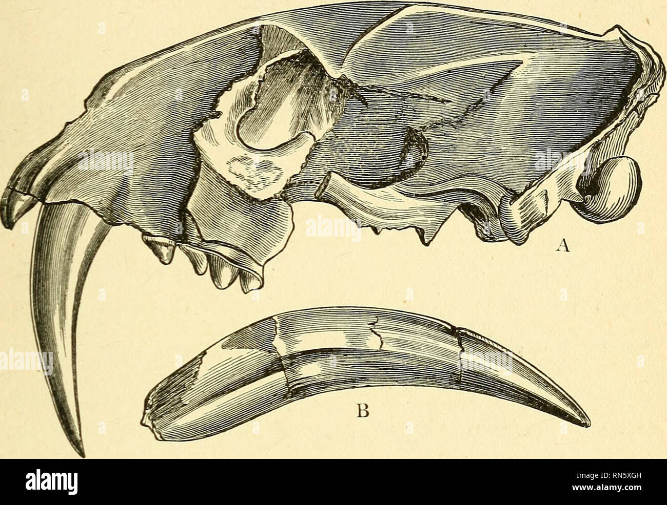 Enormous tiger teeth hi-res stock photography and images - Alamy