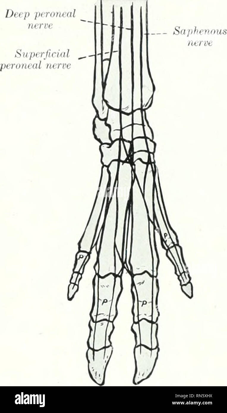 Branches of brachial plexus hi-res stock photography and images - Alamy