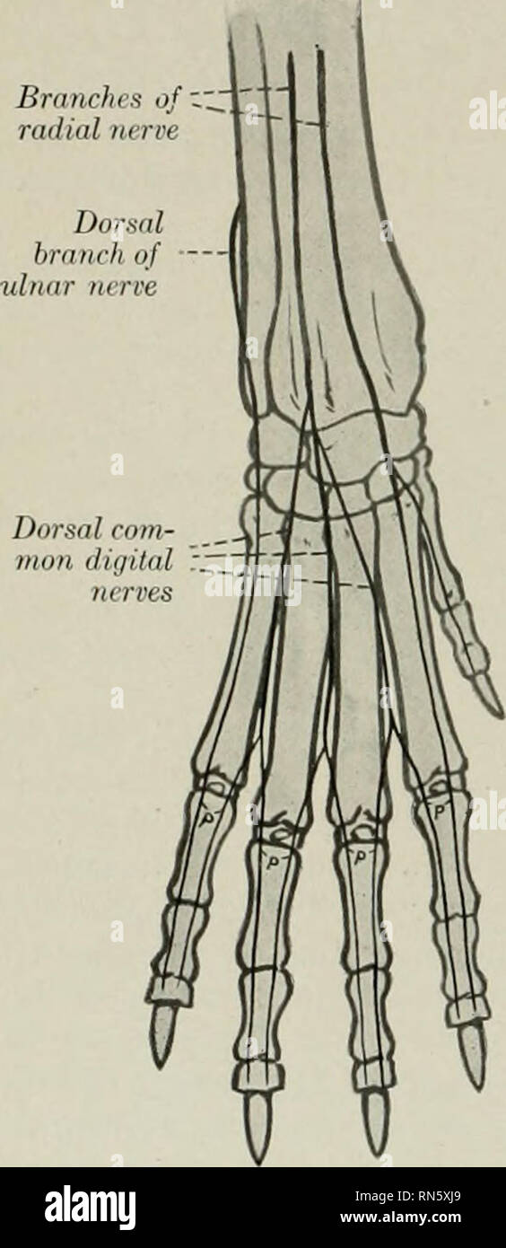 . The anatomy of the domestic animals. Veterinary anatomy. 854 THE ...