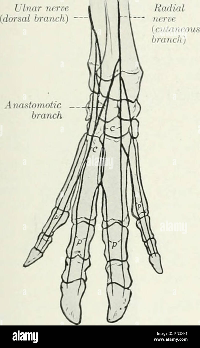 Mandibular fossa hi-res stock photography and images - Alamy