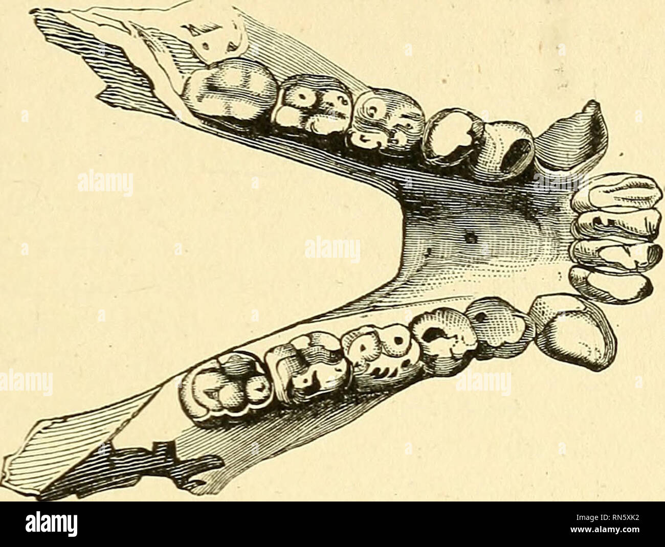 Dryopithecus hi-res stock photography and images - Alamy