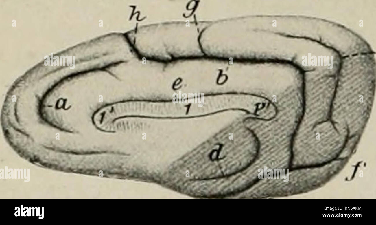 . The anatomy of the domestic animals. Veterinary anatomy. 850 THE ...
