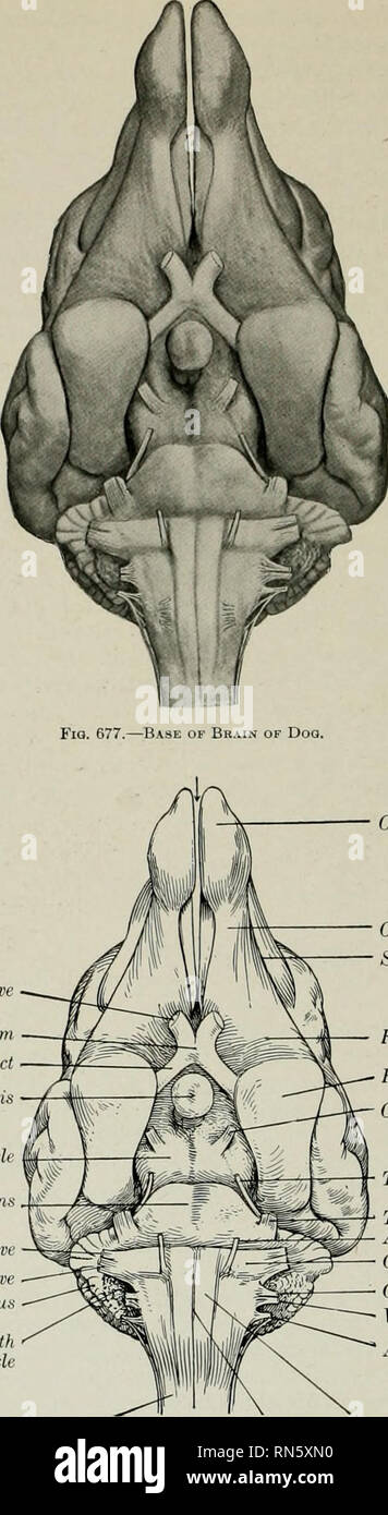. The anatomy of the domestic animals. Veterinary anatomy. 848 THE ...