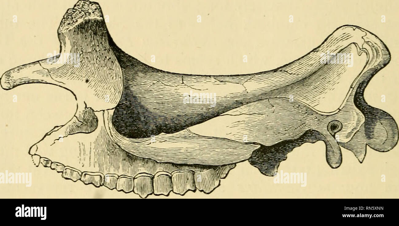 Miocene horse hi-res stock photography and images - Alamy