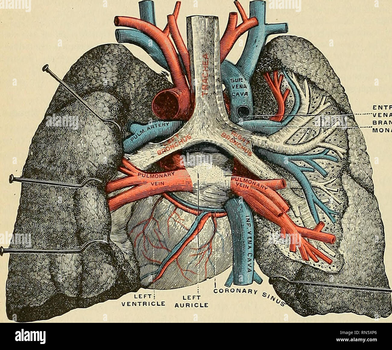 . Anatomy, descriptive and applied. Anatomy. 708 THE VASCULAR SYSTEMS ...