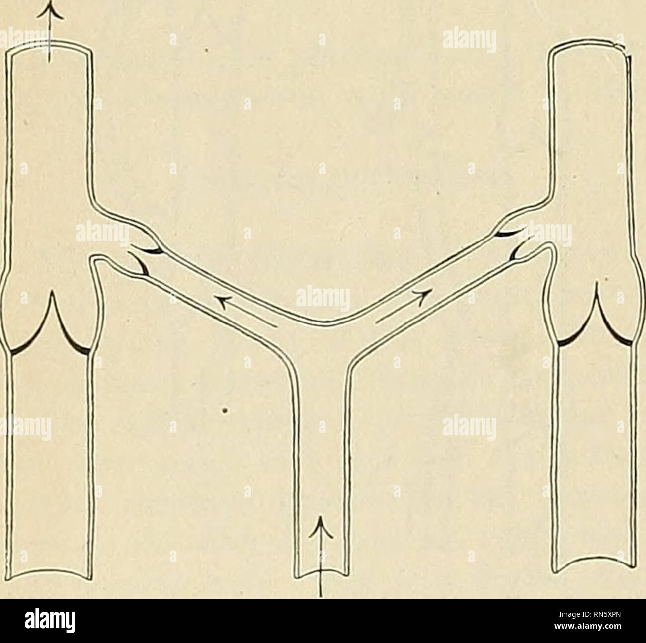 . Anatomy, descriptive and applied. Anatomy. 706 THE VASCULAR SYSTEMS ...