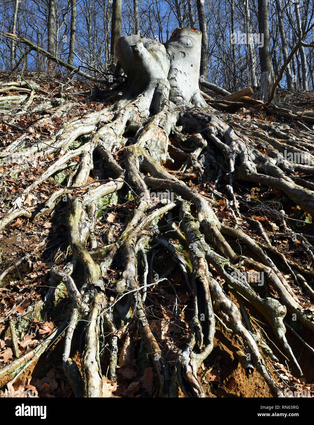 14 February 2019, North Rhine-Westphalia, Düsseldorf: The bizarre root ...