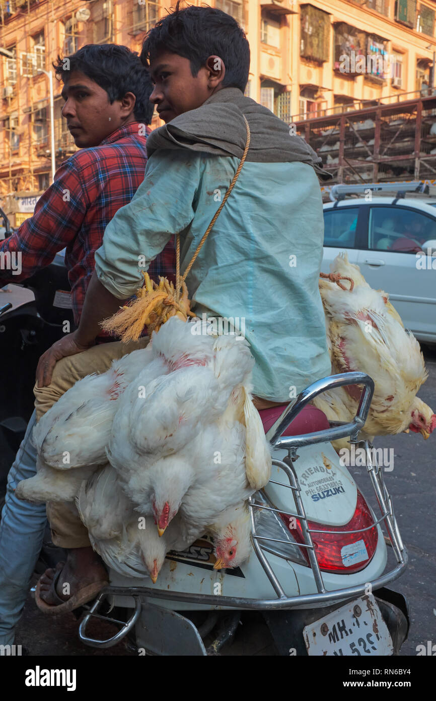 Live chickens tied up by their feet and hanging in bundles are carted ...