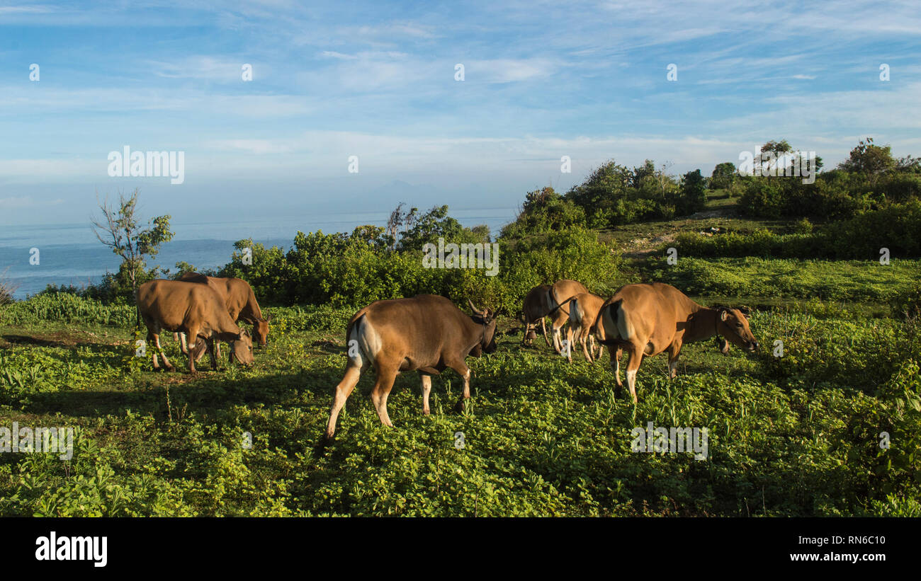 Bali cattle hi-res stock photography and images - Alamy