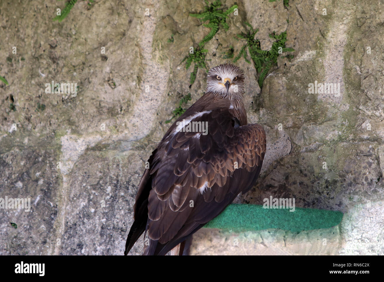 Carnivorous birds hi-res stock photography and images - Alamy