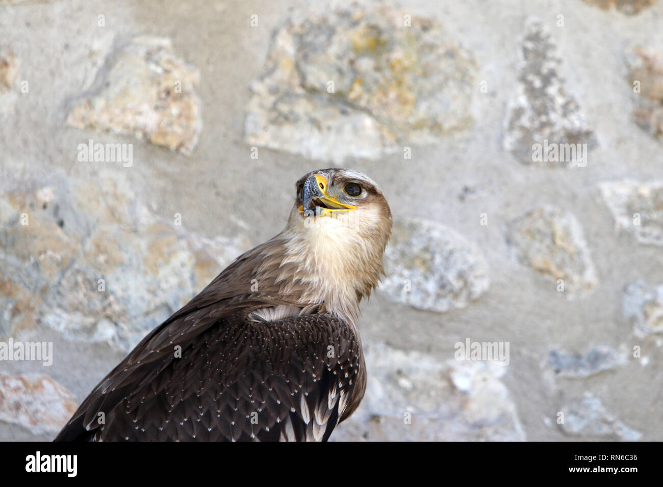 The birds of prey are an order of mostly carnivorous birds Stock Photo ...