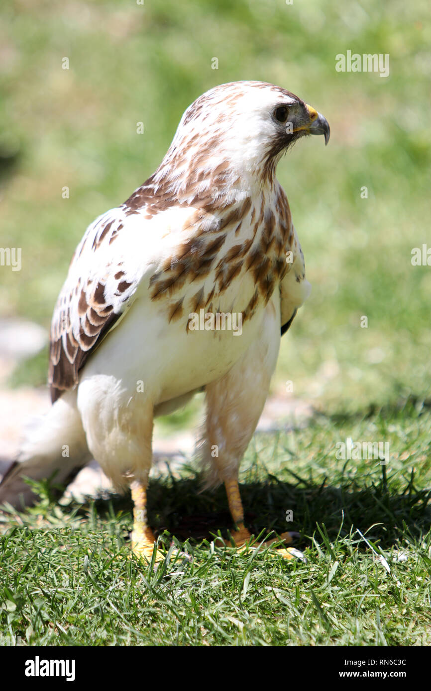 Carnivorous Birds High Resolution Stock Photography and Images - Alamy
