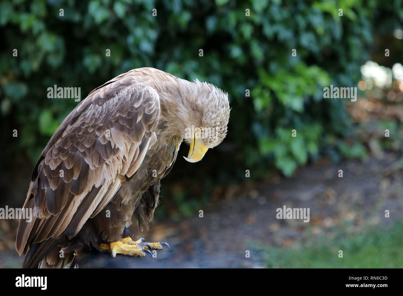 The birds of prey are an order of mostly carnivorous birds Stock Photo ...