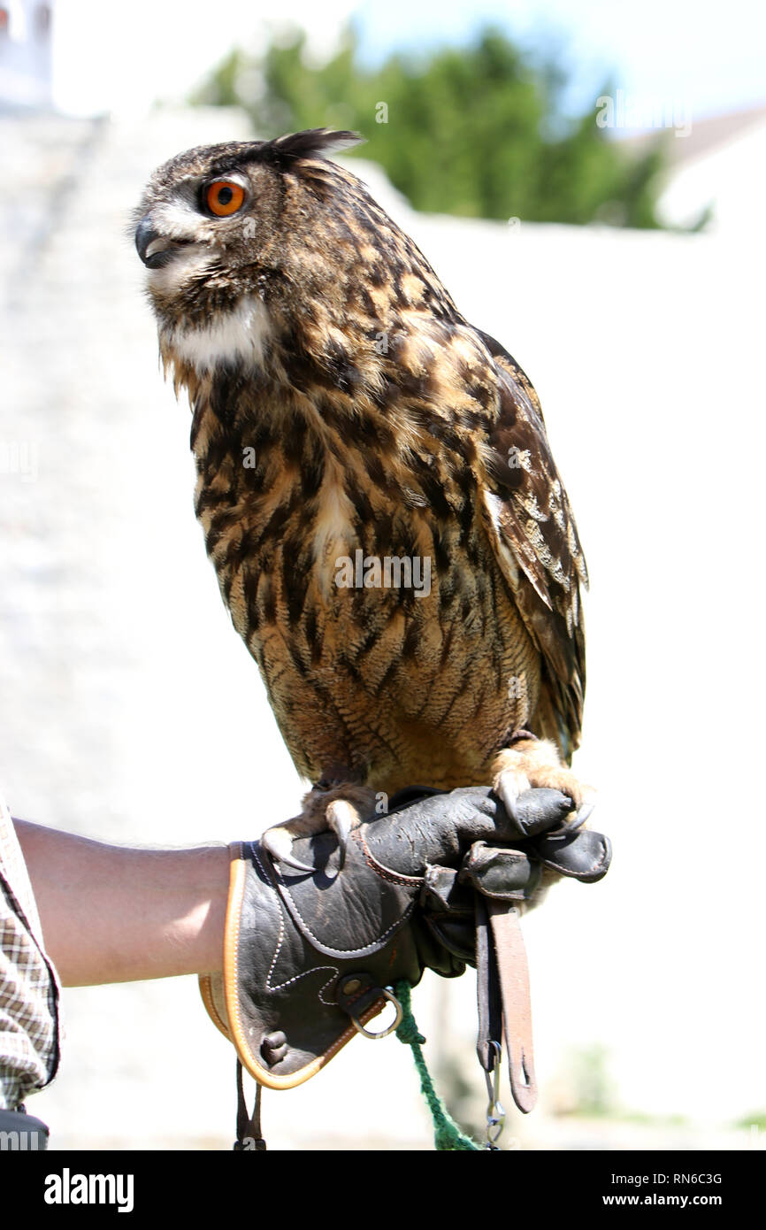 The birds of prey are an order of mostly carnivorous birds Stock Photo ...