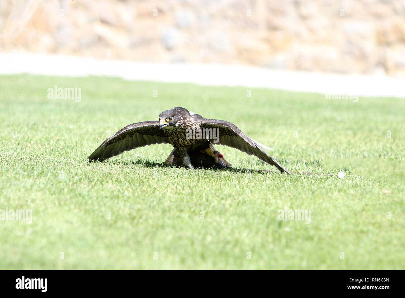 The birds of prey are an order of mostly carnivorous birds Stock Photo ...