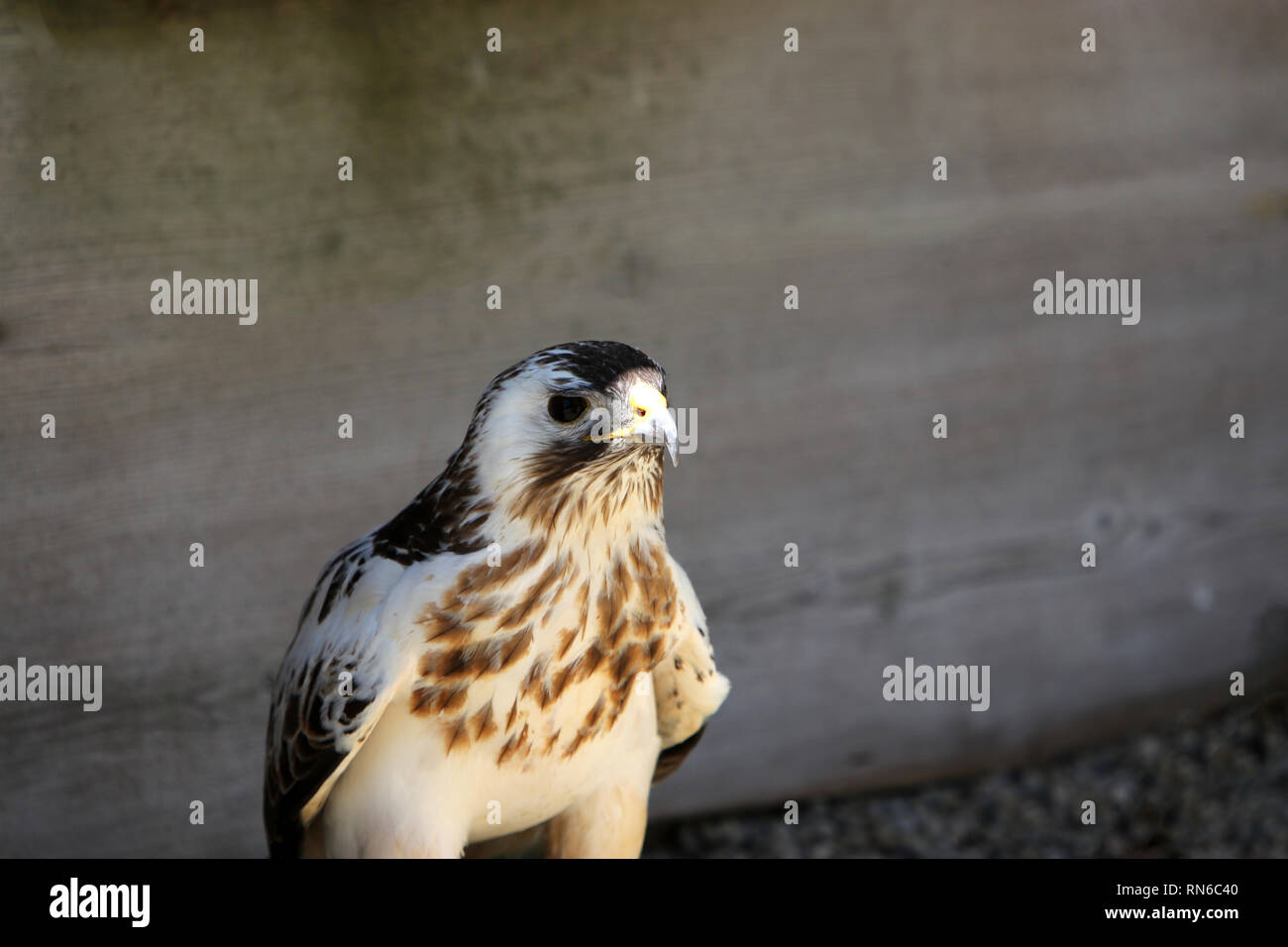 The birds of prey are an order of mostly carnivorous birds Stock Photo ...