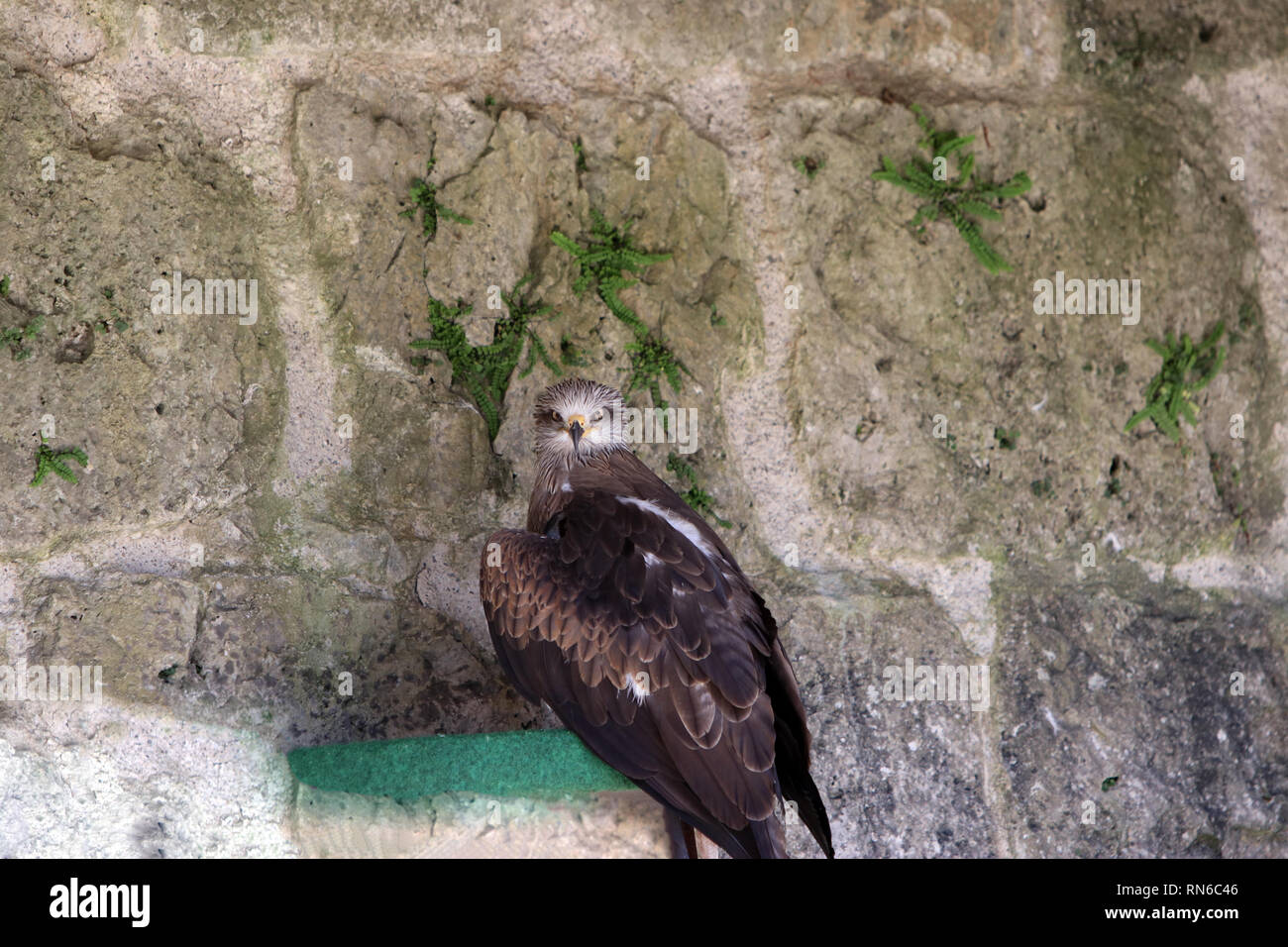 The birds of prey are an order of mostly carnivorous birds Stock Photo ...